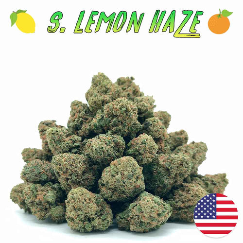 Super Lemon Haze : CBD Agrume Premium – Les Frères CBD